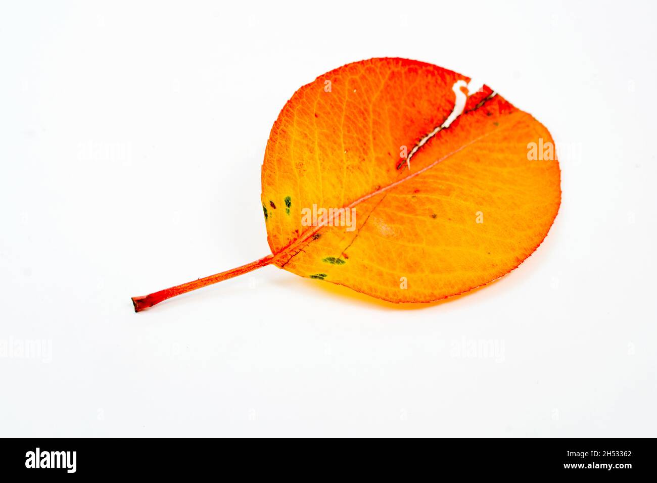 Fall leaf isolated on white background Stock Photo - Alamy