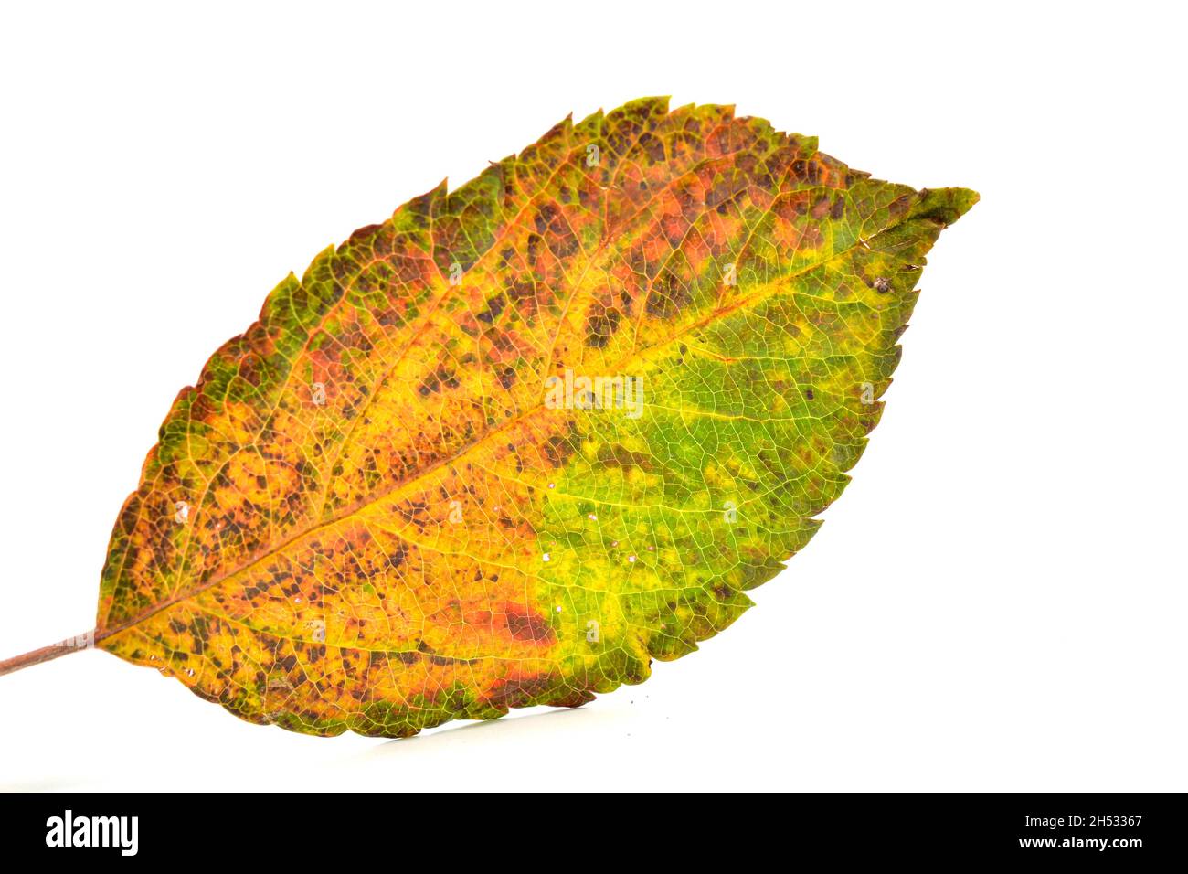 Fall leaf isolated on white background Stock Photo - Alamy