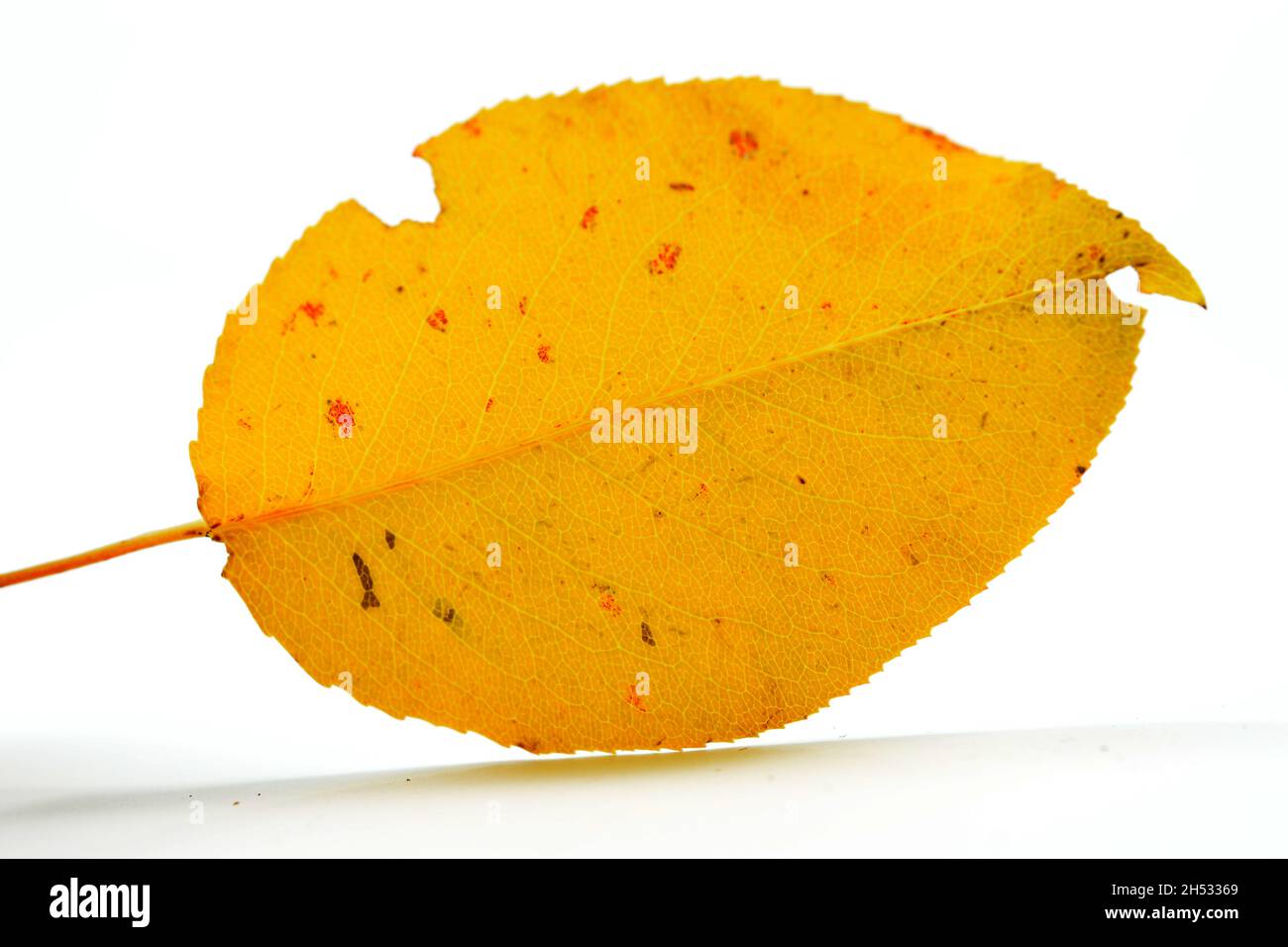 Fall leaf isolated on white background Stock Photo - Alamy