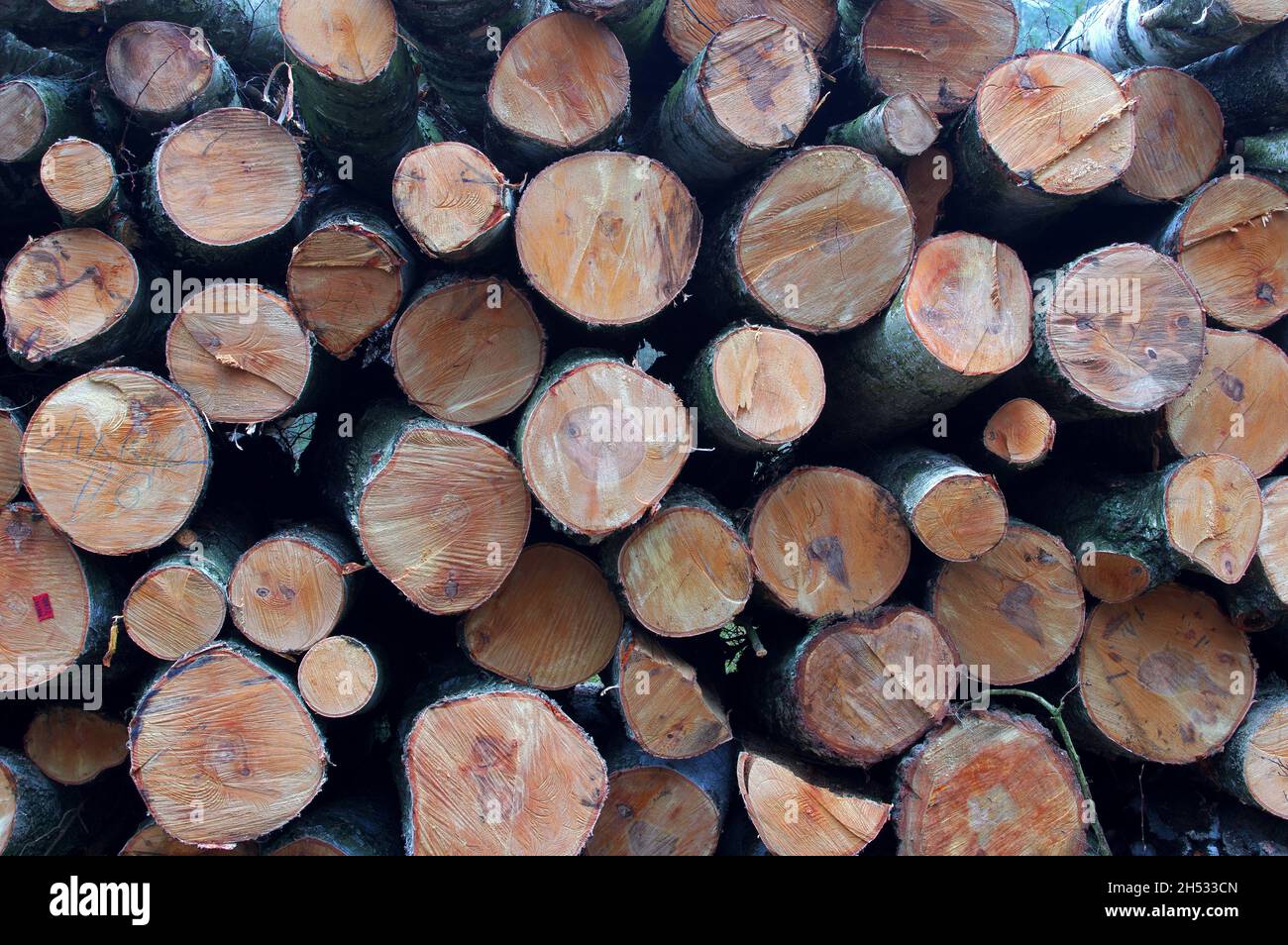 Stacked wood after felling. Front view, cut tree trunks create texture ...