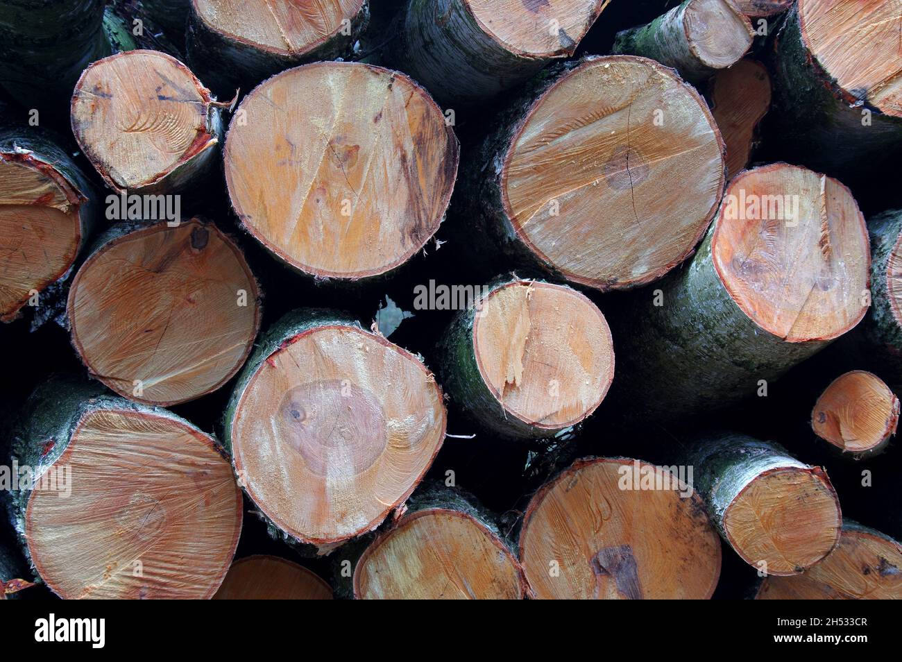 Stacked wood after felling. Front view, cut tree trunks create texture ...