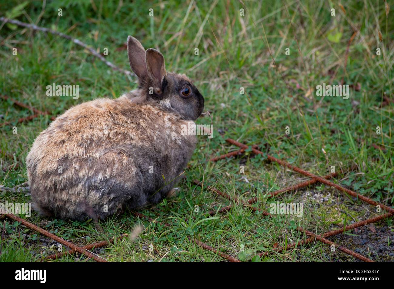Landscape of Icelandic molting rabbit in grass in Selfoss Iceland Stock ...
