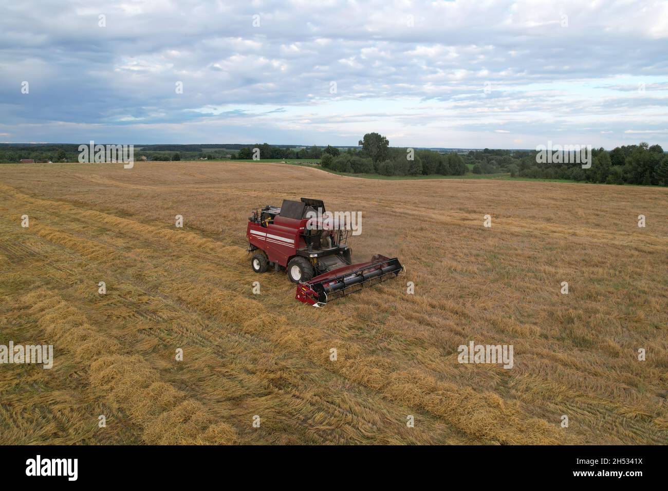 Combine harvester working in wheat field. Harvesting machine during ...