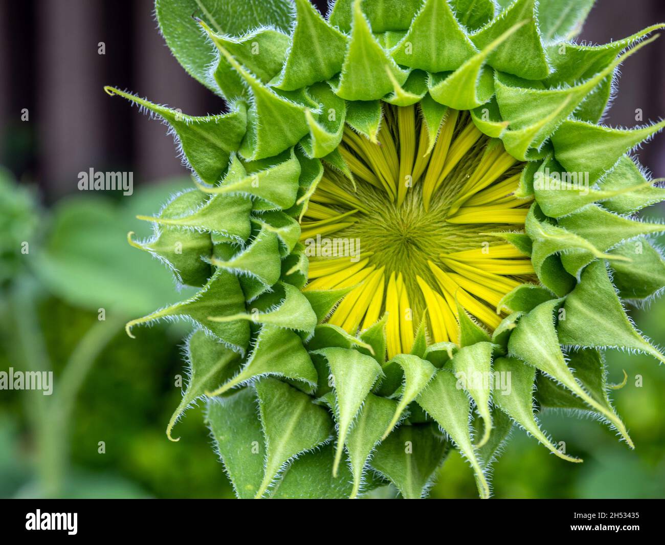 Close-up, sunflower, bud, beauty of sepals Stock Photo - Alamy