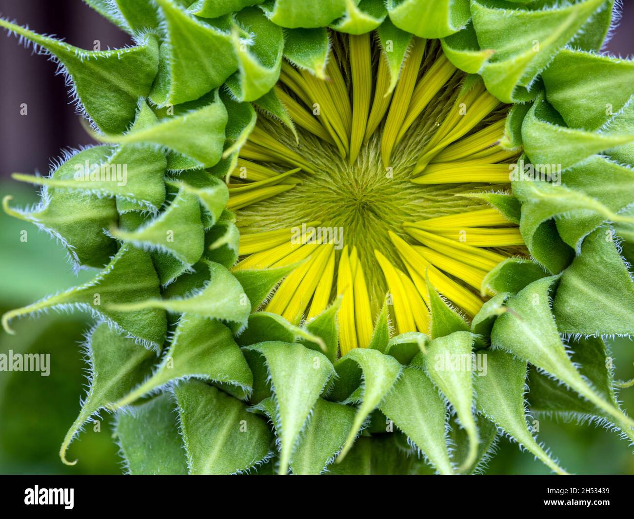 Close-up, sunflower, bud, beauty of sepals Stock Photo - Alamy