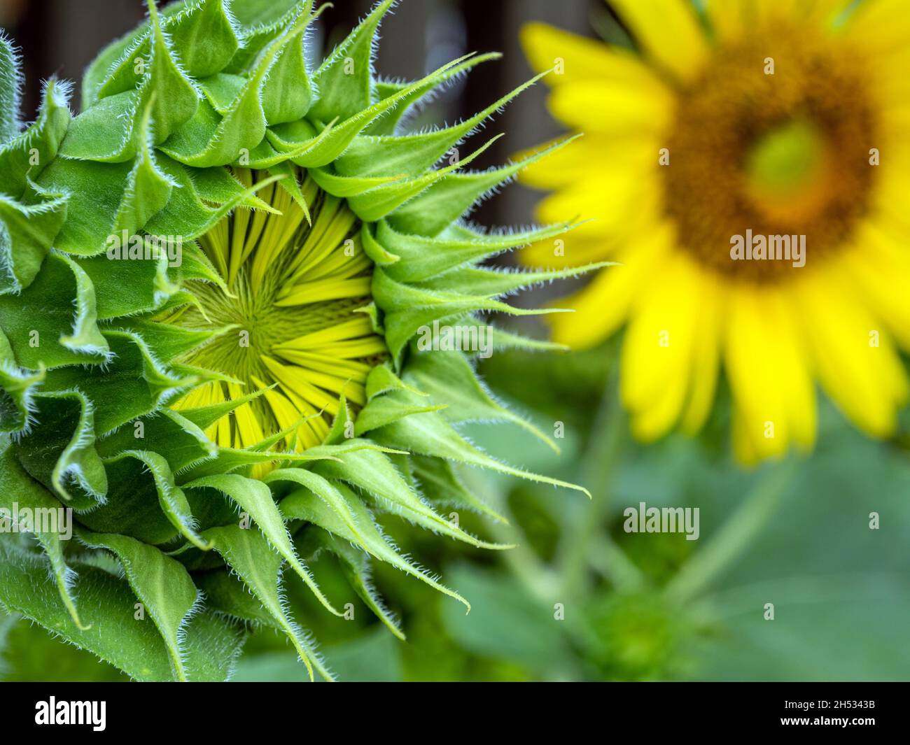 Close-up, sunflower, bud, beauty of sepals Stock Photo - Alamy