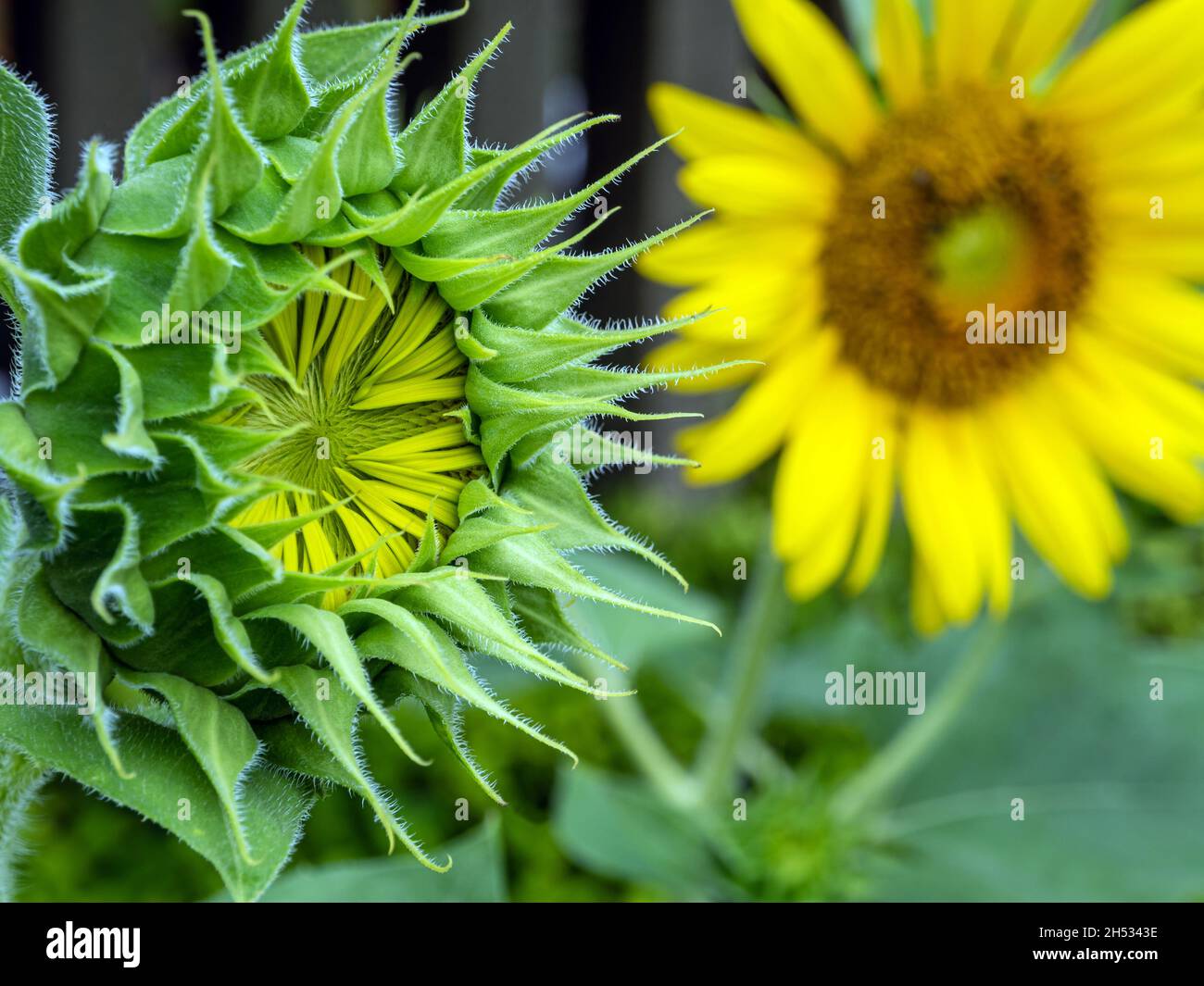 Close-up, sunflower, bud, beauty of sepals Stock Photo - Alamy