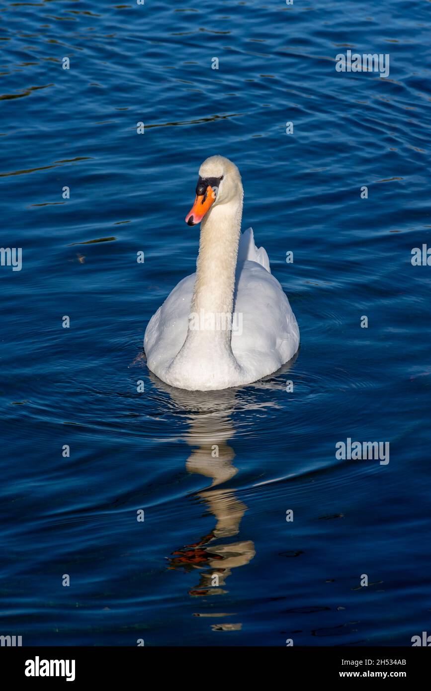 Warning signs have been placed around Southchurch Park Lake warning ...