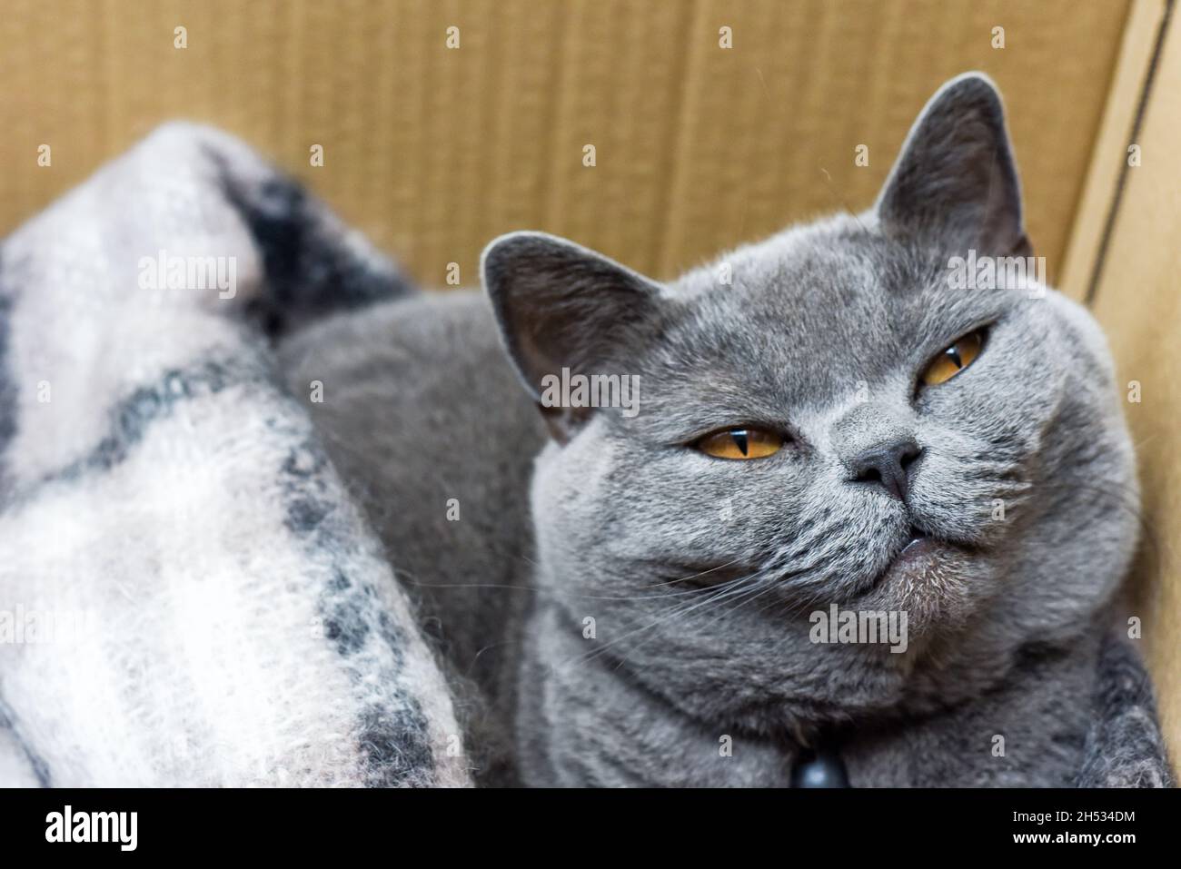 A cat takes a nap in a cosy box with a warm blanket Stock Photo - Alamy