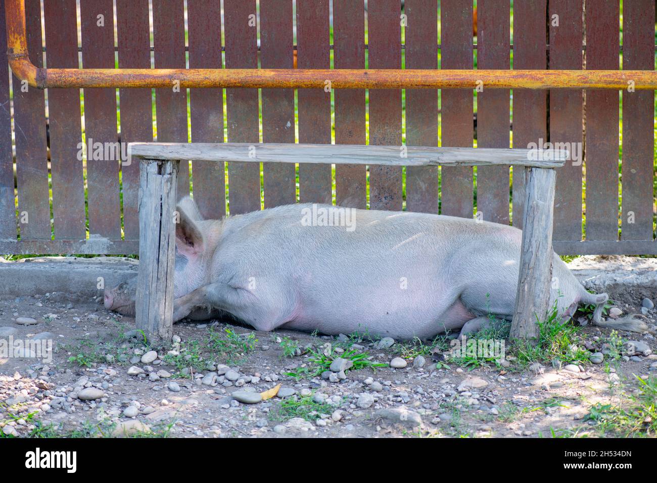 one pink pig sleeping under a bench Stock Photo - Alamy