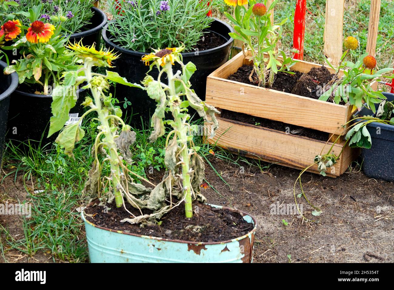 Allotment Germany garden flowers in containers Stock Photo - Alamy