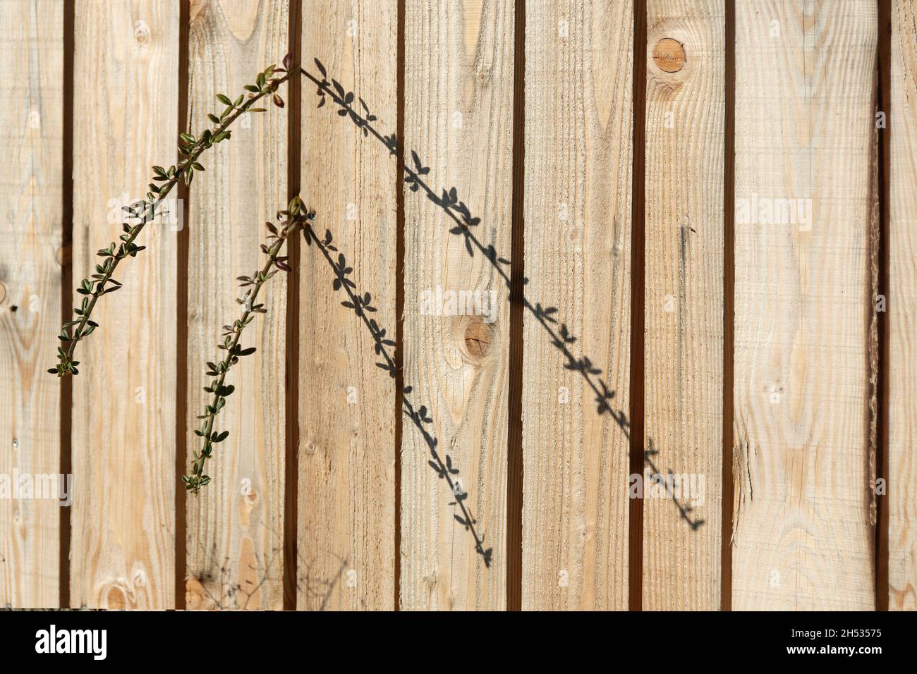 Natural vines intertwined with wooden fence slats in a rustic outdoor ...