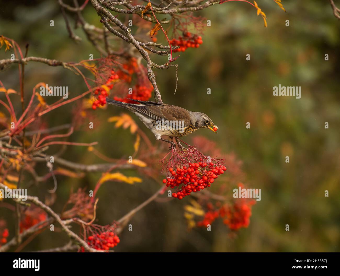 Fieldfare captured in the cairngorms national park hi-res stock ...
