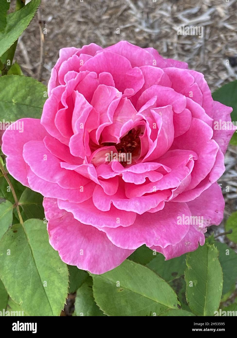 Top view macro shot of a beautiful pink rose flower in a garden with a ...