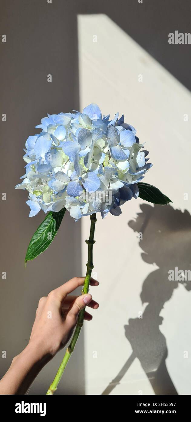 Vertical closeup of a human hand holding a beautiful light blue ...