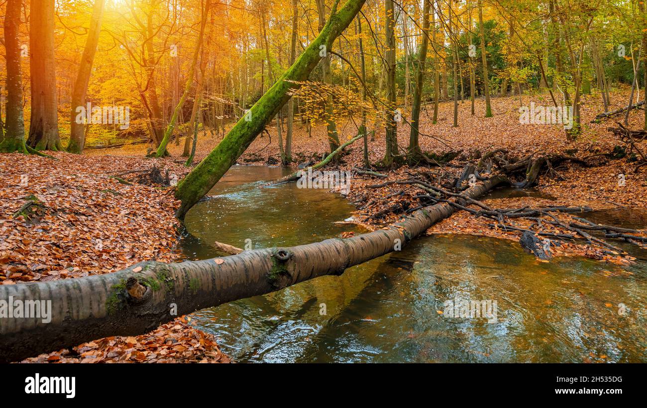 October forest hi-res stock photography and images - Alamy