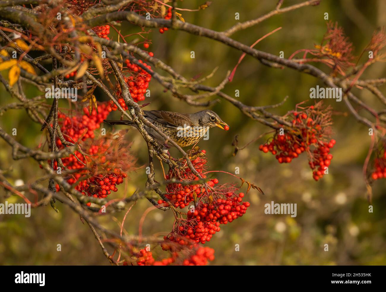 Fieldfare in rowan tree hi-res stock photography and images - Alamy