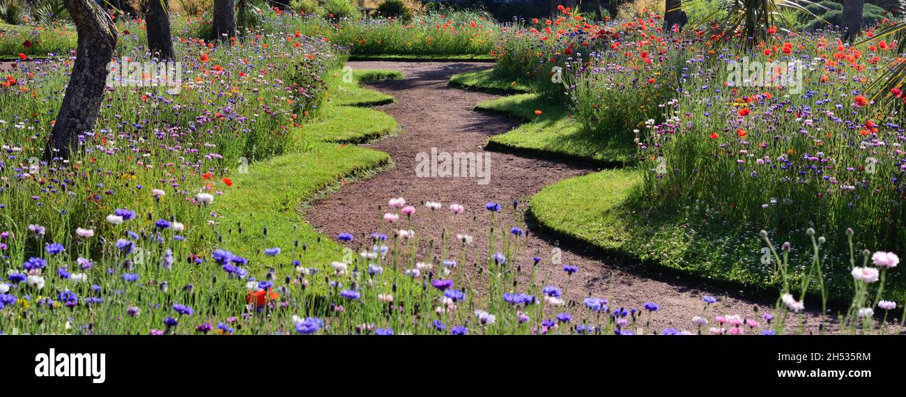 Wildflower displays in Abbey Park Gardens, Torquay, South Devon Stock ...