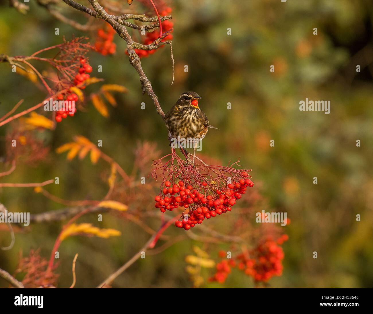 Redwing fauna hi-res stock photography and images - Alamy
