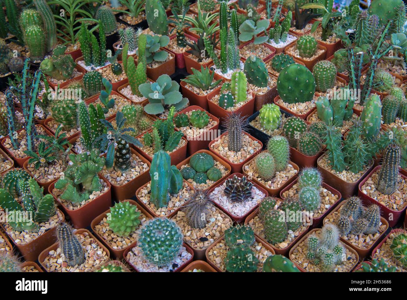 Small cacti of different species on the counter of the flower market ...