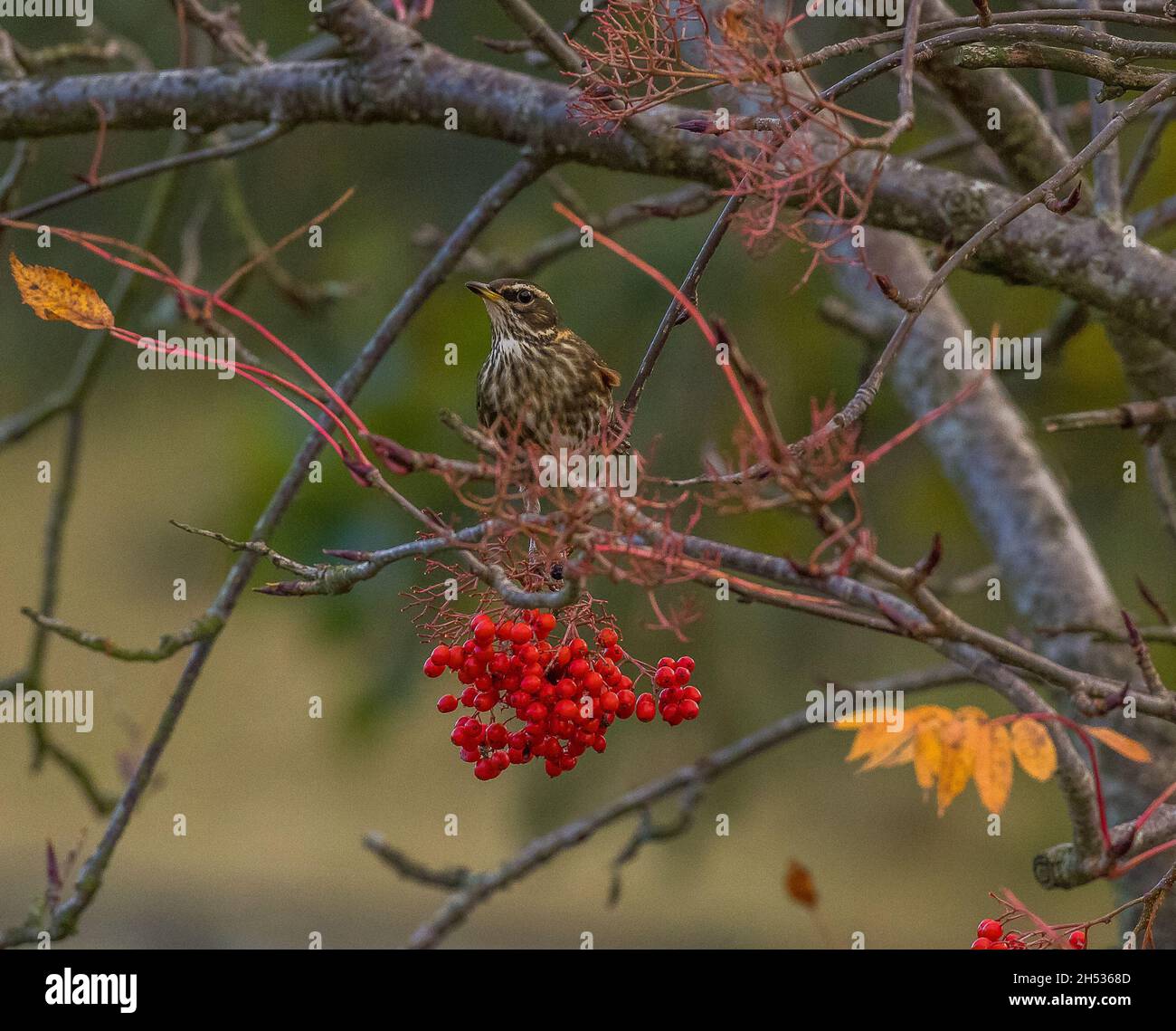 Redwing fauna hi-res stock photography and images - Alamy