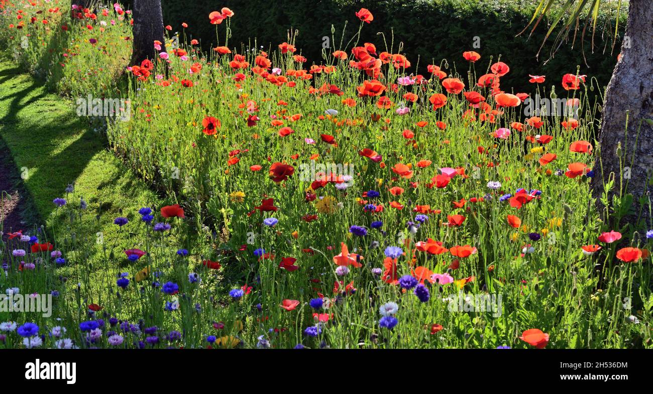 Wildflower displays in Abbey Park Gardens, Torquay, South Devon Stock ...