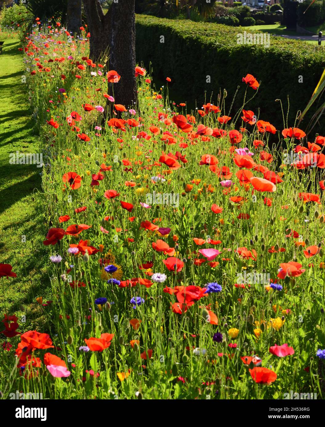 Wildflower displays in Abbey Park Gardens, Torquay, South Devon Stock ...