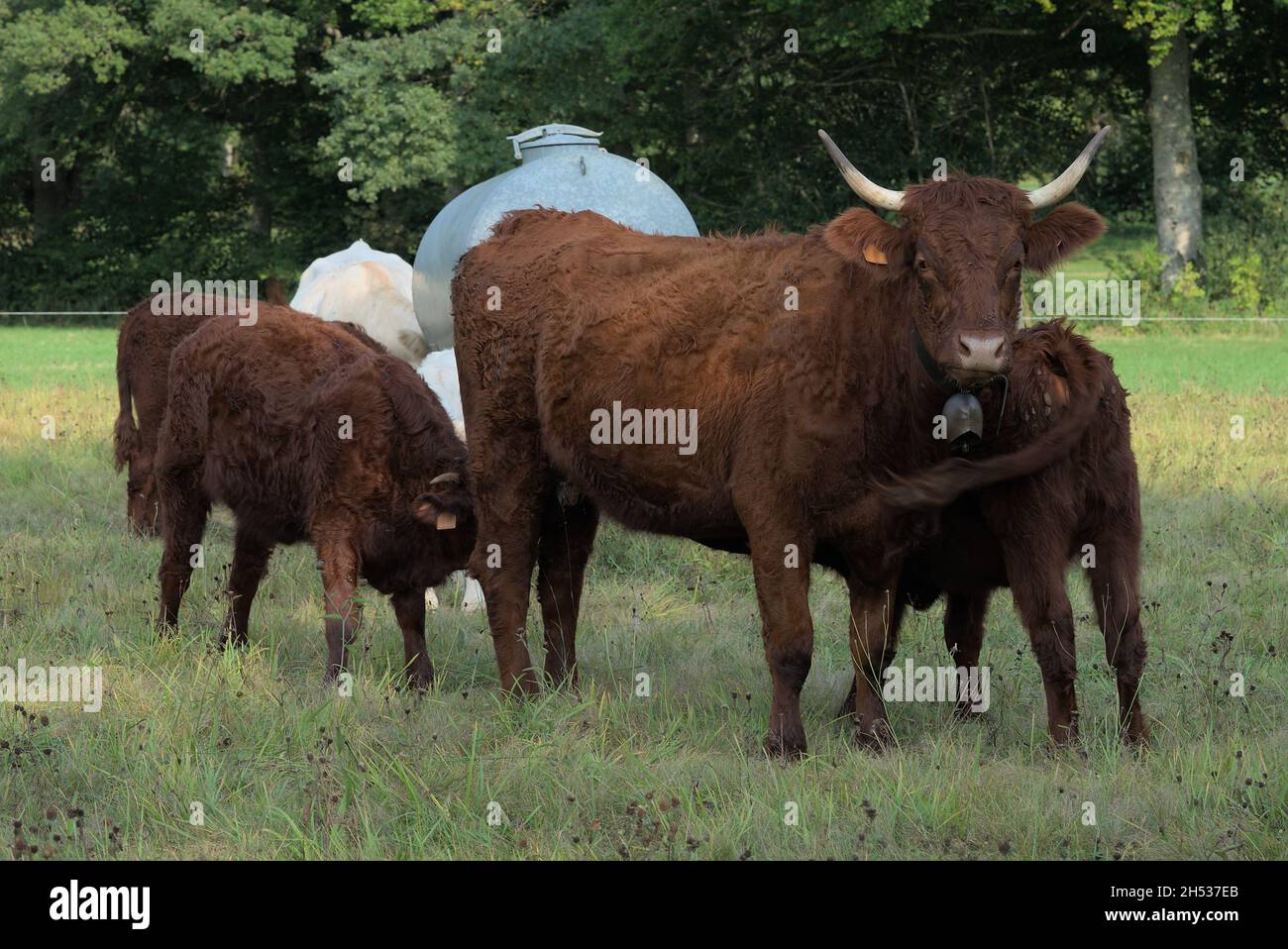 Salers cows and their calves in Auvergne Stock Photo - Alamy