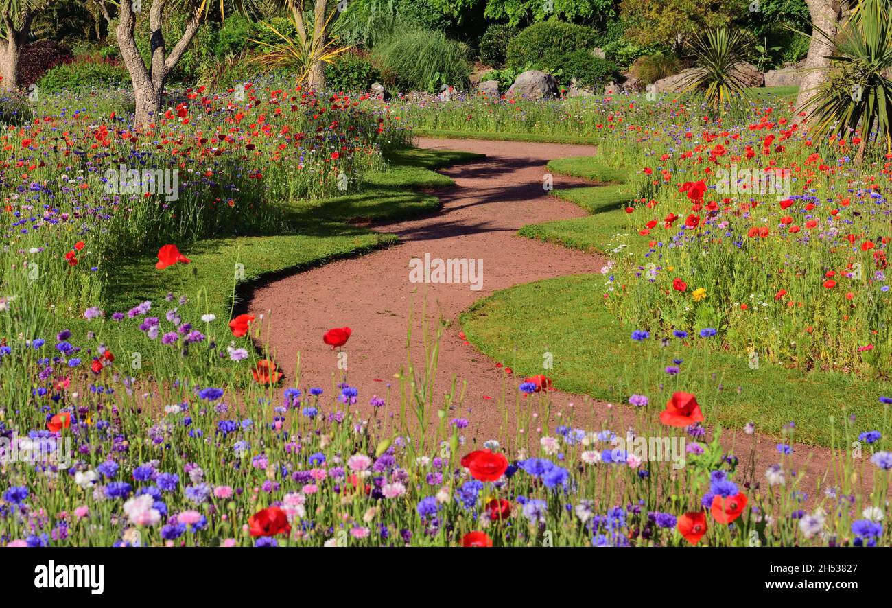 Wildflower displays in Abbey Park Gardens, Torquay, South Devon Stock ...