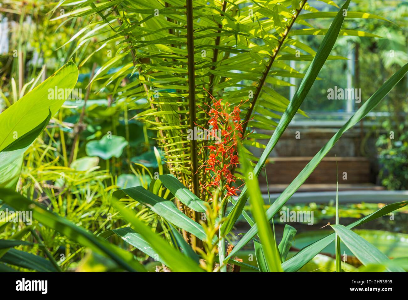 Ginger family hi-res stock photography and images - Alamy
