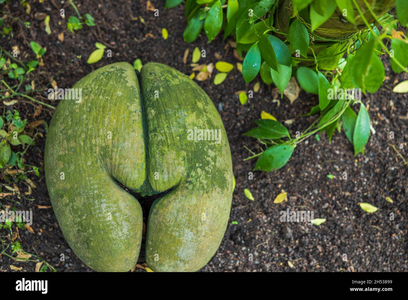 Close up view of Lodoicea maldivica sea coconut Endangered. Sweden ...