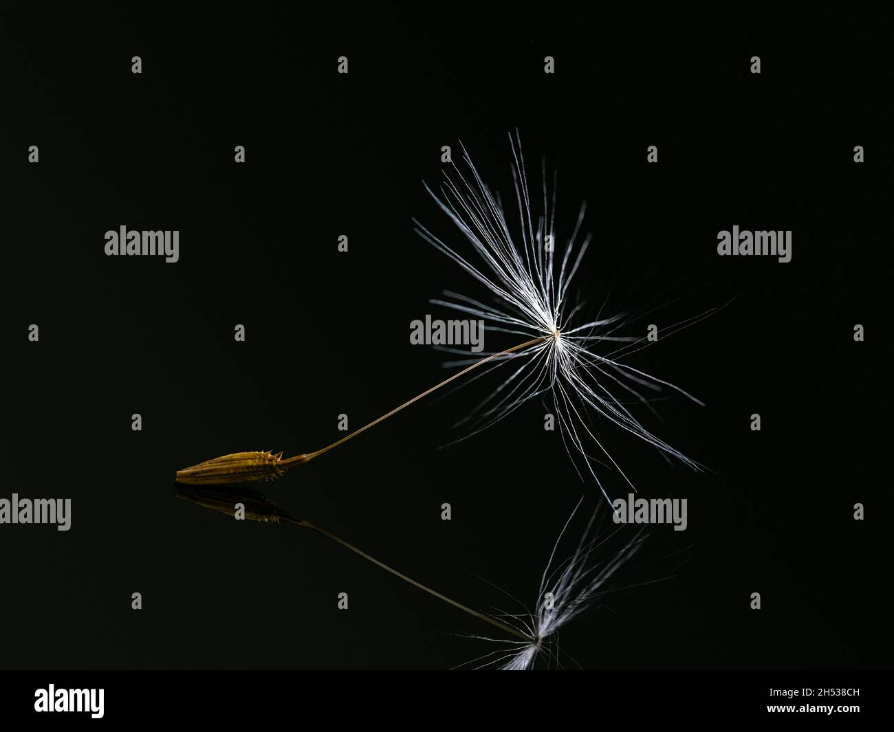 Dandelion seed macro closeup, with reflection. Dark background Stock ...