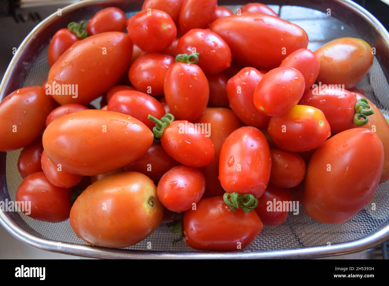 Fresh picked red tomatoes in hi-res stock photography and images - Alamy