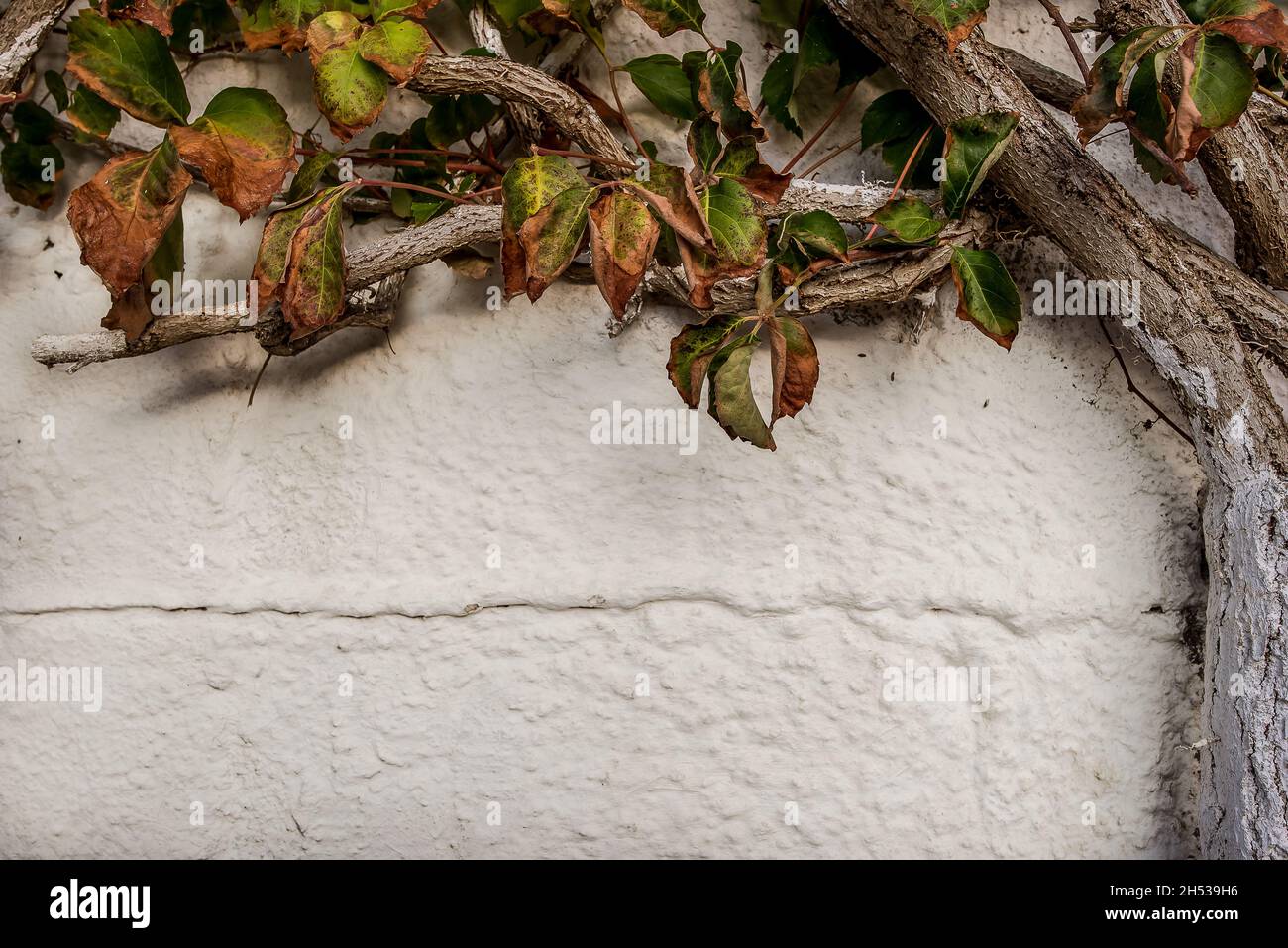 Bending tree hi-res stock photography and images - Alamy