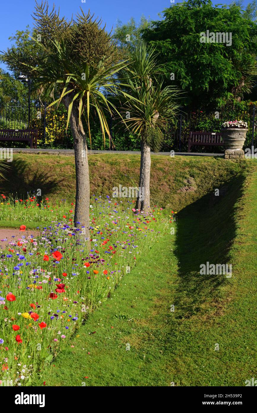 Wildflower displays in Abbey Park Gardens, Torquay, South Devon Stock ...