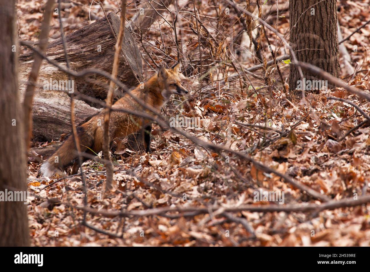 Virginia fox hi-res stock photography and images - Alamy