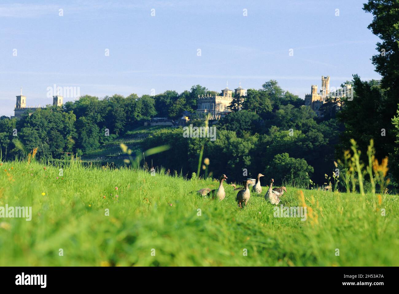 Ducks in front of Castle Stock Photo - Alamy