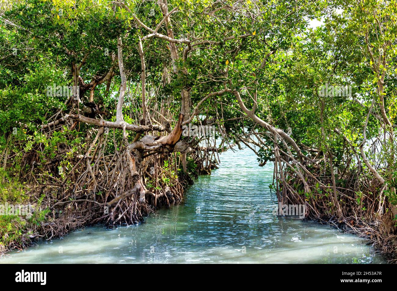 Red mangrove tree hi-res stock photography and images - Alamy