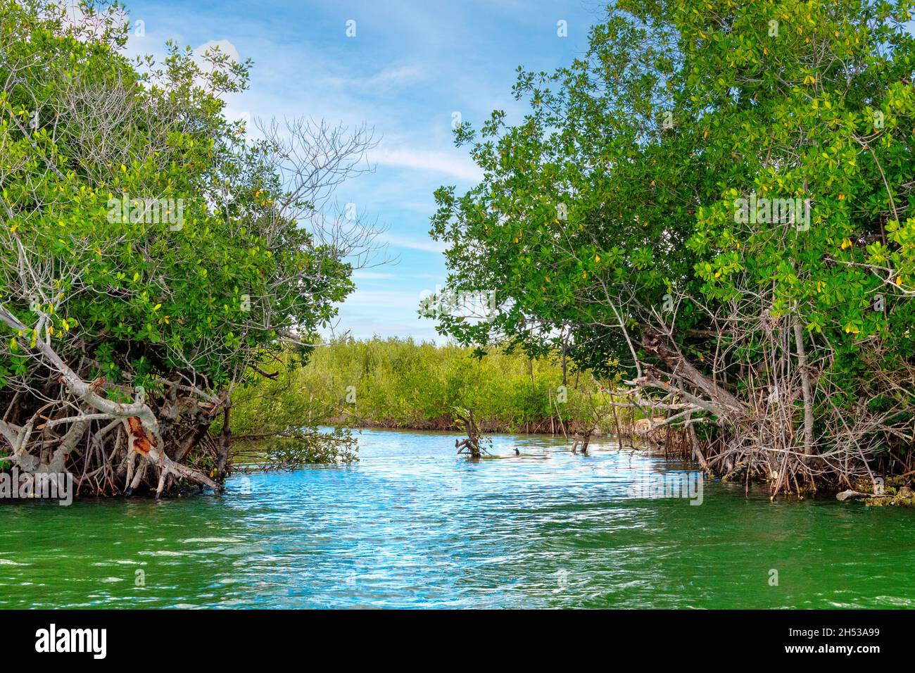 Red mangrove landscape Stock Photo - Alamy