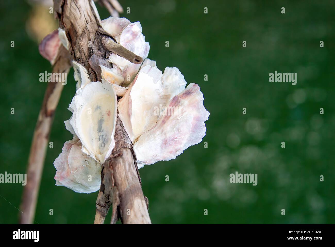 Aerial shells hi-res stock photography and images - Alamy