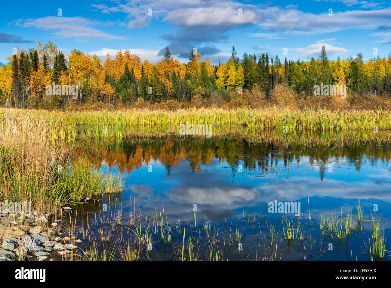 Fall foliage color in Northern Manitoba, Canada Stock Photo - Alamy