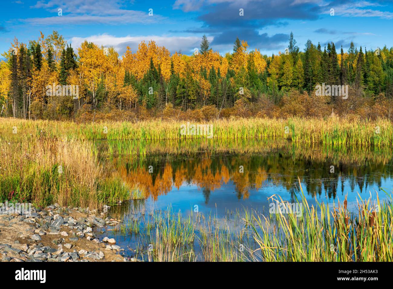 Fall foliage color in Northern Manitoba, Canada Stock Photo - Alamy