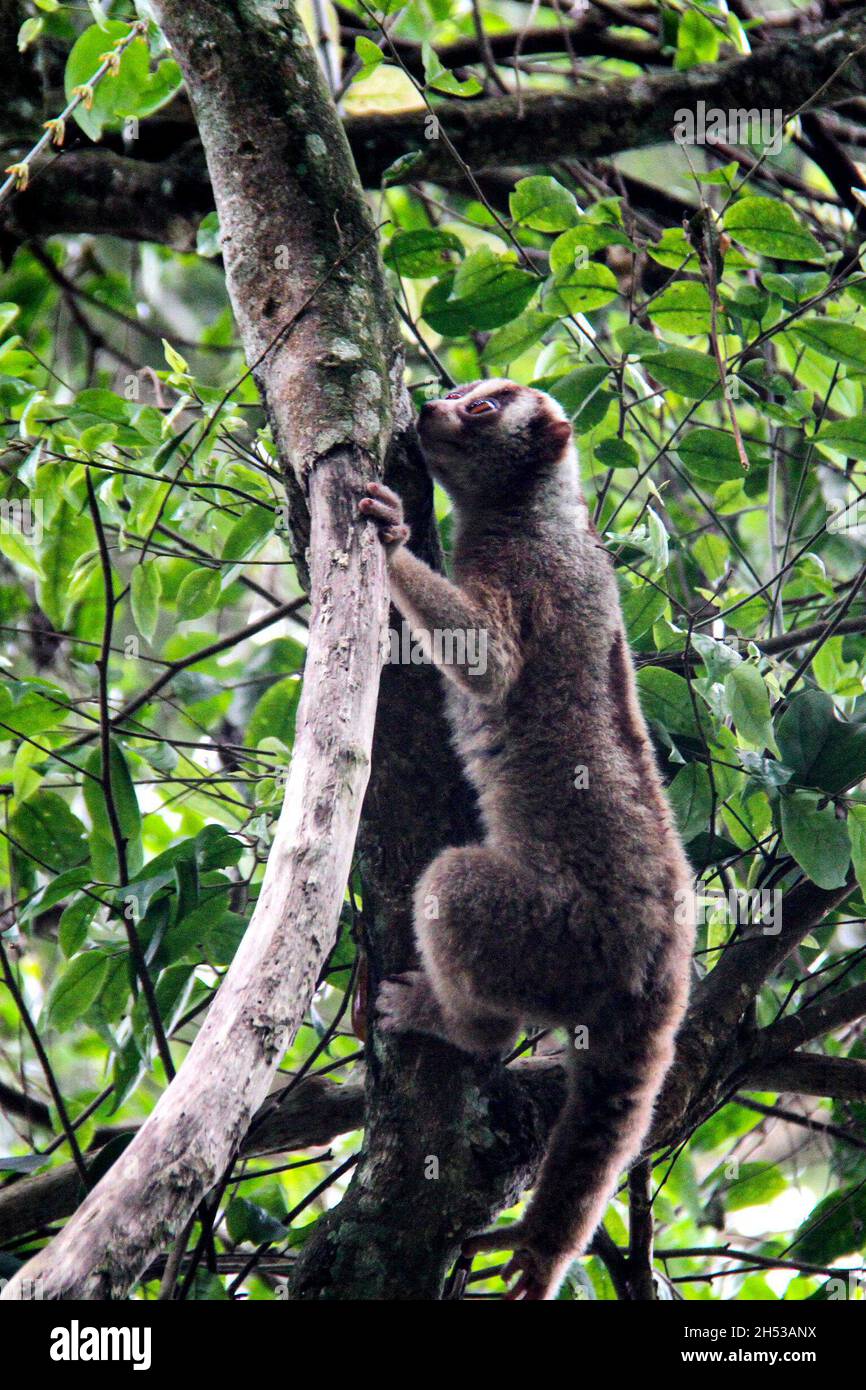 Mount halimun salak national park hi-res stock photography and images ...