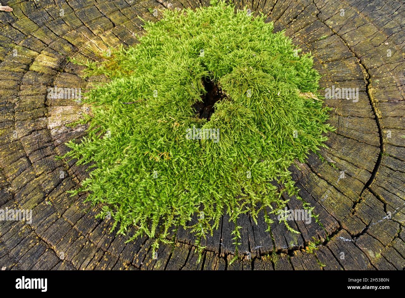 Autumn moss growing on the stump of a dead tree on a sunny cool morning ...