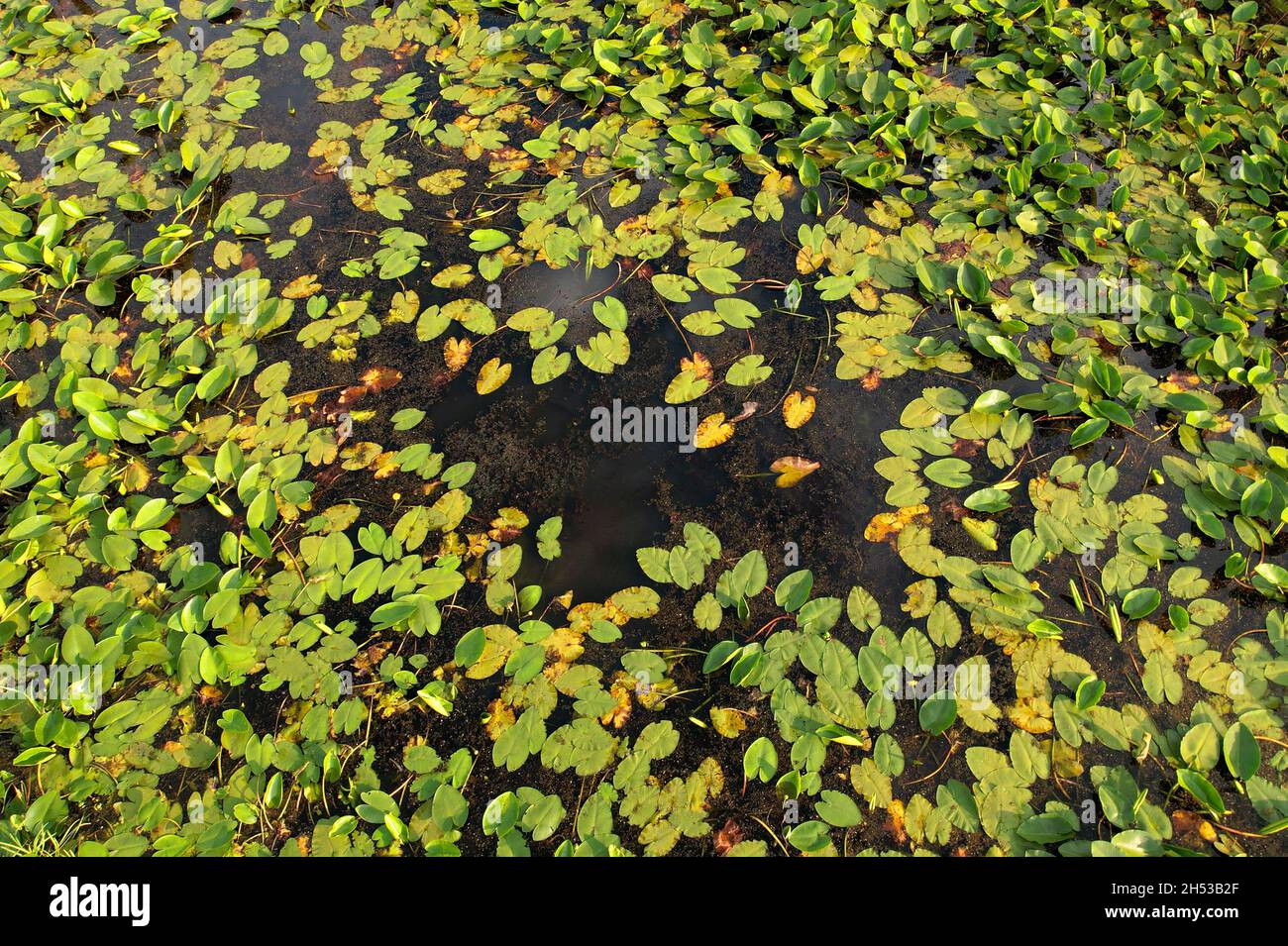 Water lilies in the swamp. Yellow water lily flower with green leaves ...