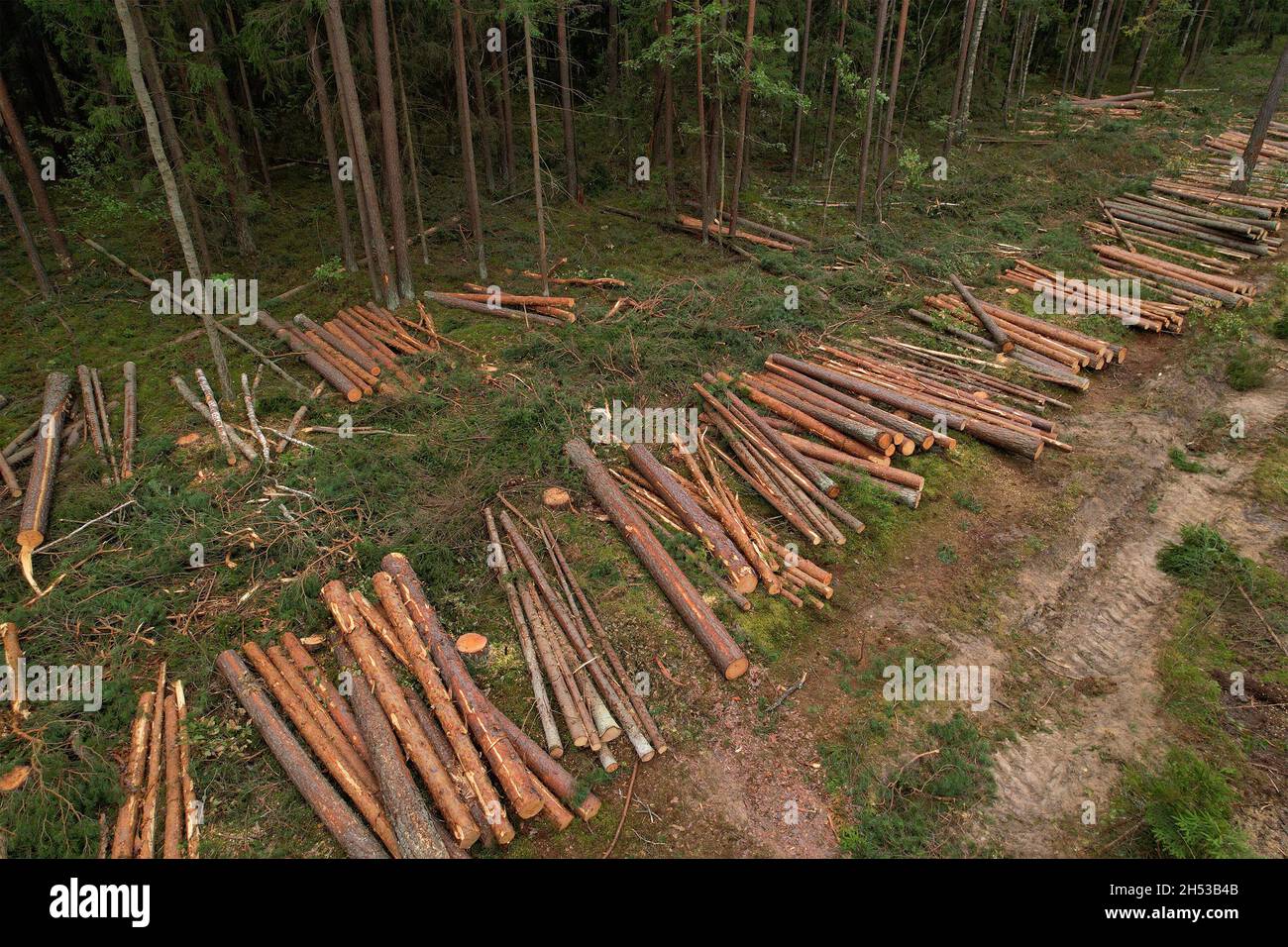 Felled forest, aerial view. Destruction of forests and felling of trees ...