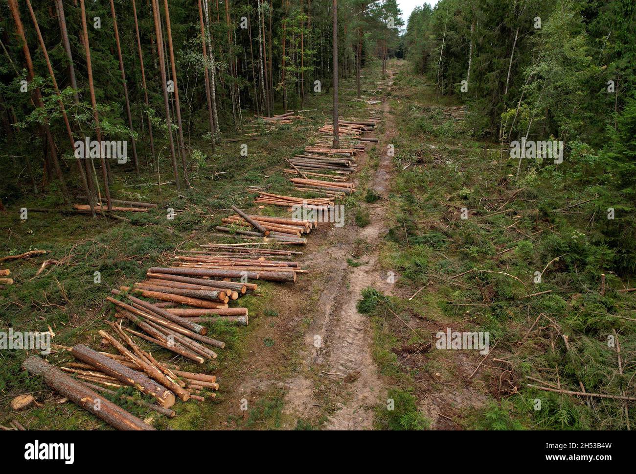 Felled forest, aerial view. Destruction of forests and felling of trees ...