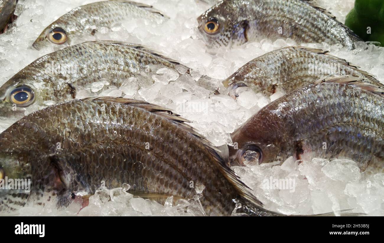 Chilled sea fish Stock Photo - Alamy