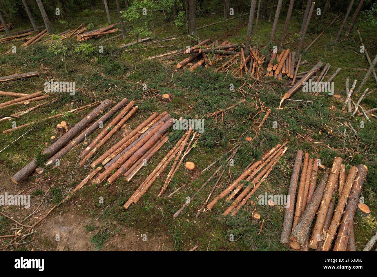 Felled forest, aerial view. Destruction of forests and felling of trees ...