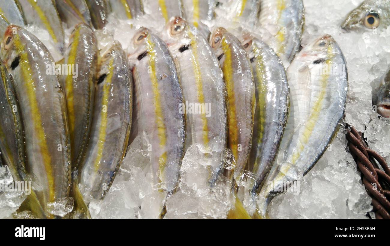 Chilled sea fish Stock Photo - Alamy